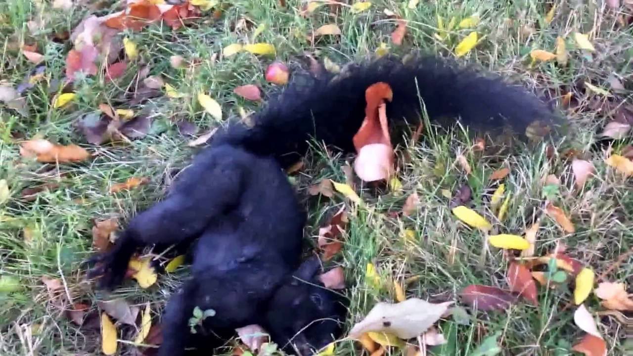 HD Black Squirrel dead R.I.P - YouTube
