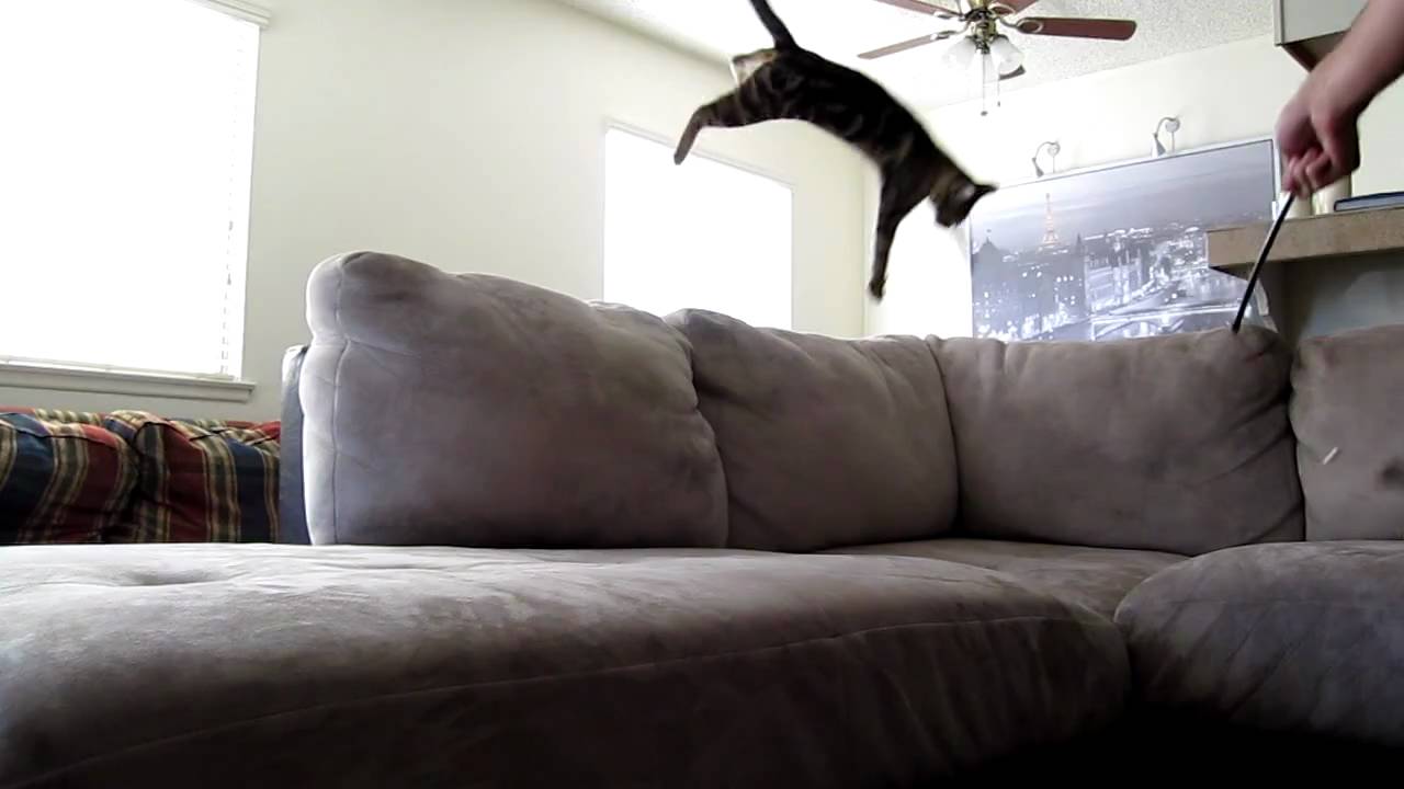 Cat Backflip Onto Couch - YouTube