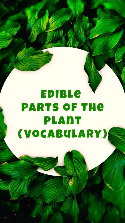 The Edible Parts of Plants (Vocabulary Lesson) #vocabulary #shorts ...