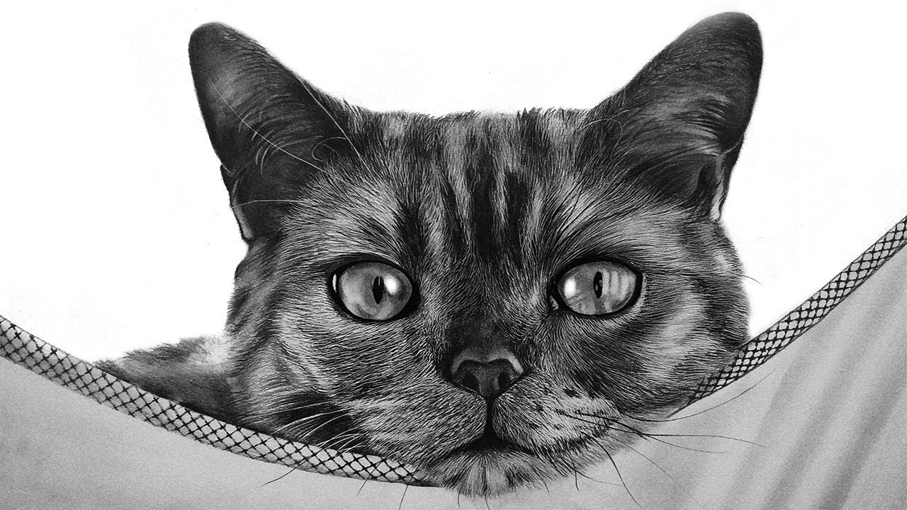 Hyperrealistic cat drawing. - YouTube