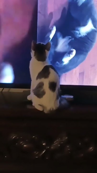 Catnip Crazy - PeekAChew™ - YouTube