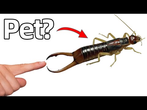 I Bought a Pet Earwig (yes, really)