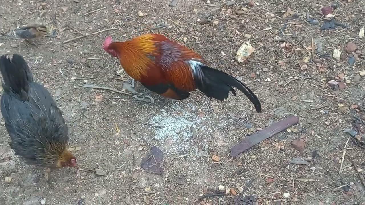 saib qaib dib zoo nkauj19 /3/ 2023 - YouTube