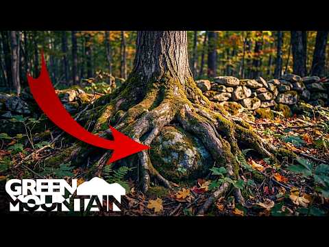 I Saw This Tree and Immediately Knew I Had to Dig