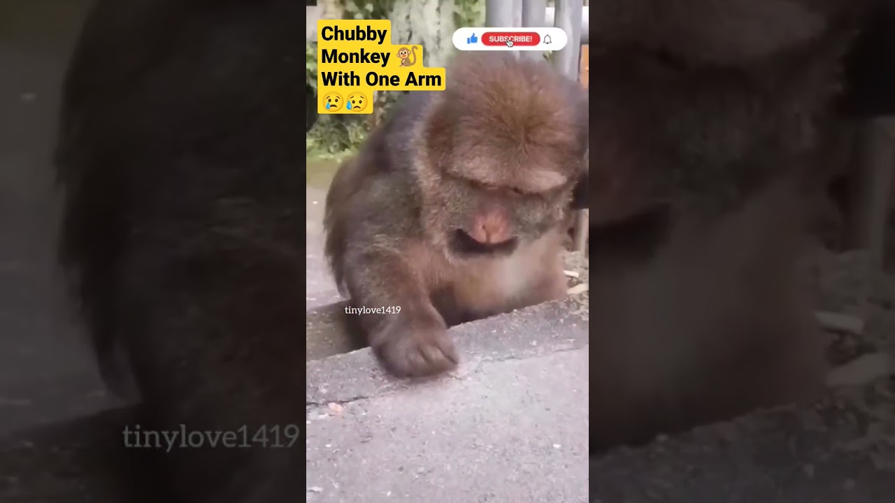 This Chubby Monkey With One Arm | #monkeyshorts #monkey @TinyLove1419 # ...