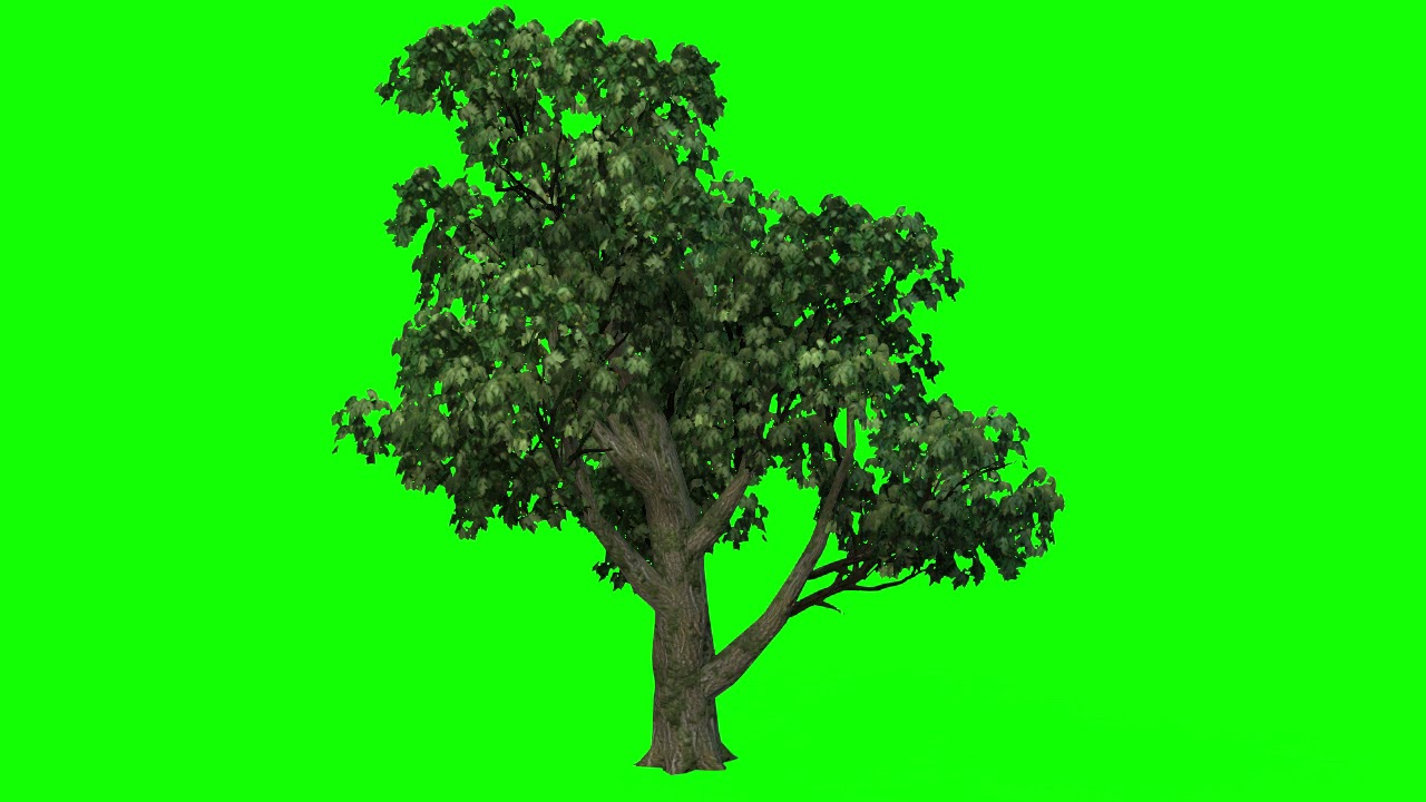 green screen big leaf maple tree - YouTube