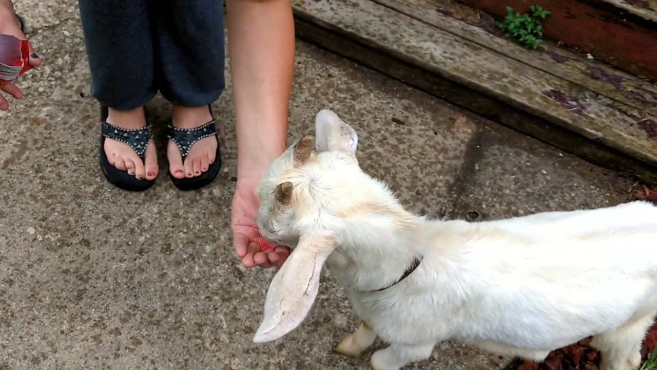 Goat Kid eats Pop Rocks for the first time - YouTube