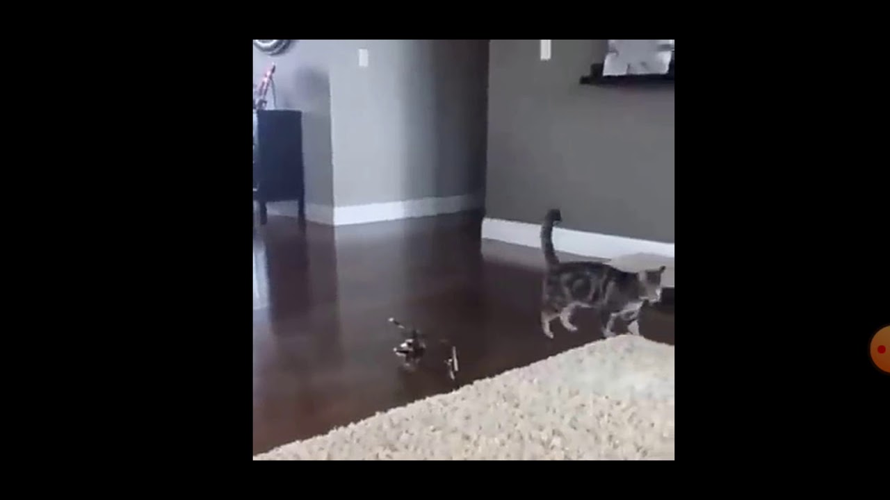 kucing wan😂😂😂😂 - YouTube