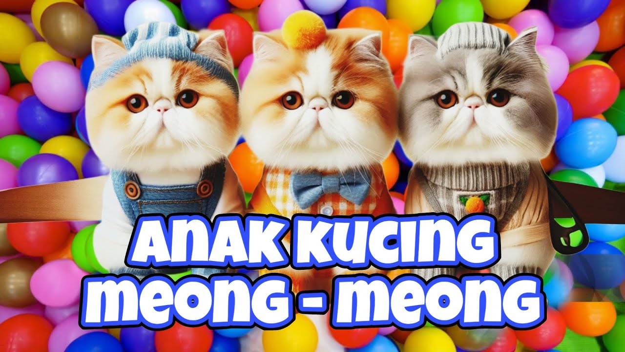 ANAK KUCING MEONG-MEONG IBU KUCING MEONG-MEONG - anak kucing lucu ...