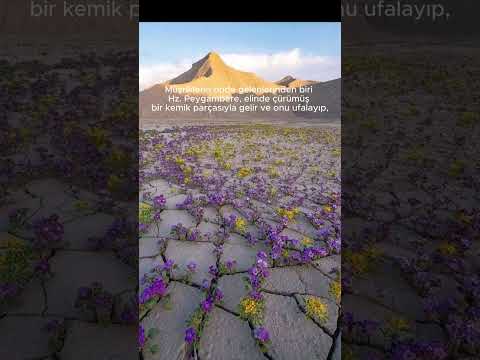 Atacama Çölü / Şili Atacama Desert