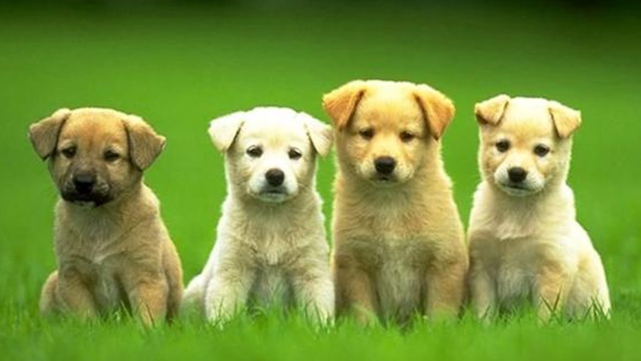 TERNYATA! 10 Fakta Mengenai Anjing Yang Tidak Anda Tahu - YouTube