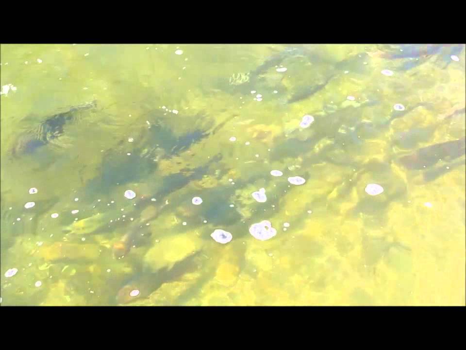Huron River Trout Season - YouTube