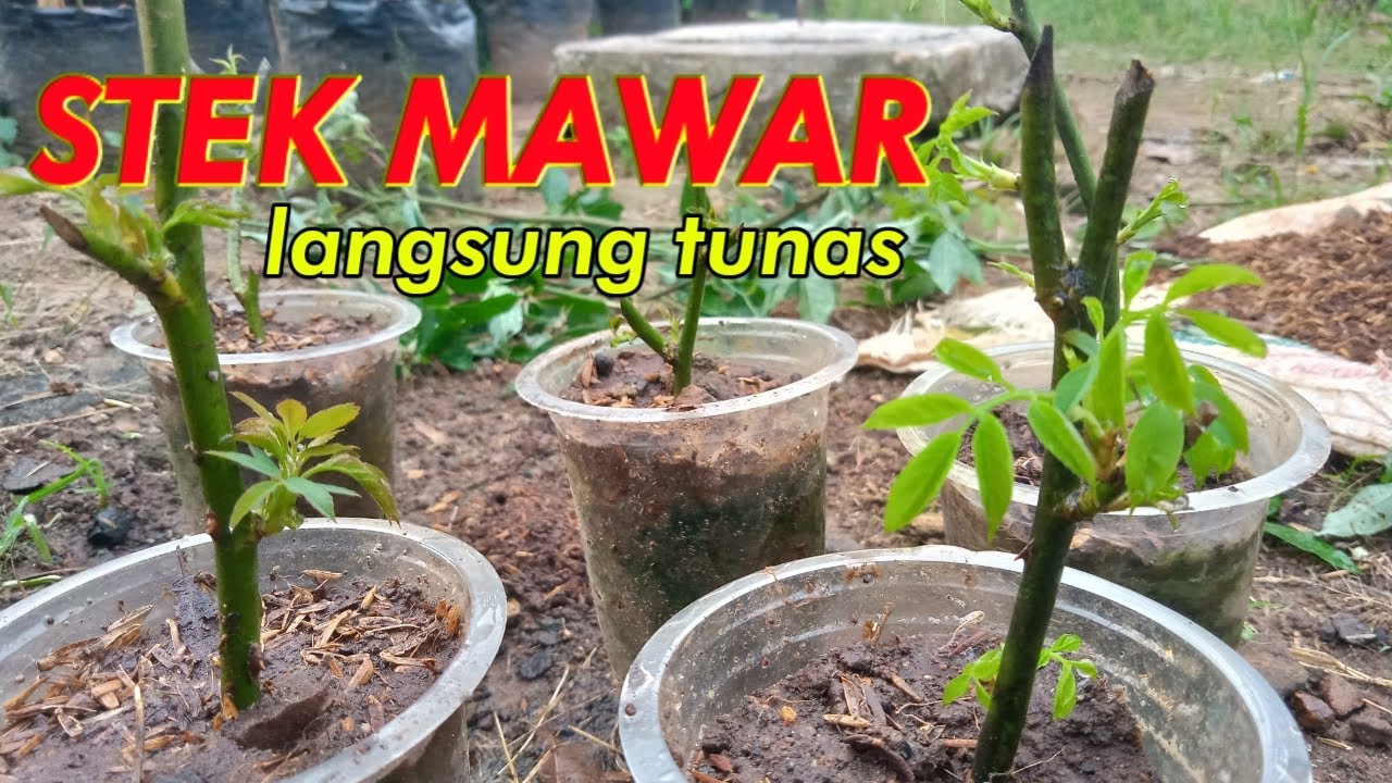 stek mawar agar berhasil | langsung tumbuh tunas - YouTube