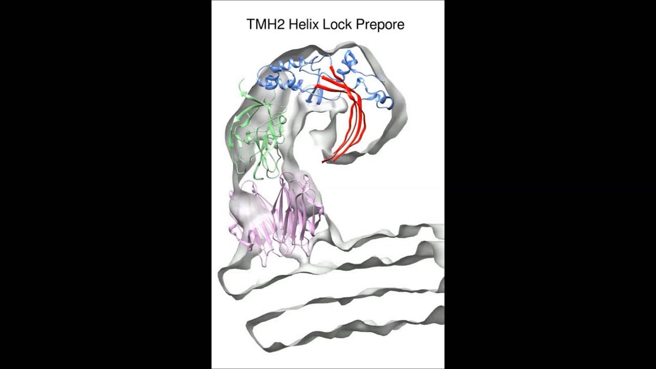 PLoS Biology : Conformational Changes during Pore Formation by the ...