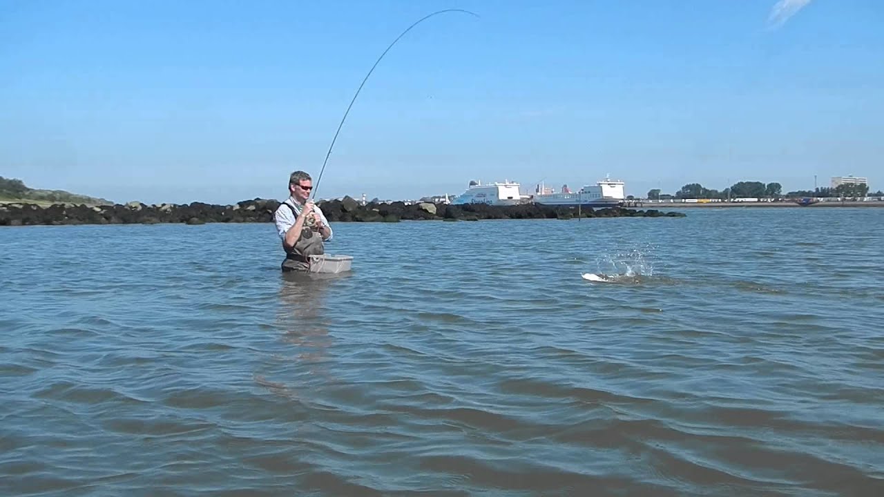 Fint vissen. Hollandse mini Tarpon, aan de Vliegenhengel. Waterweg ...