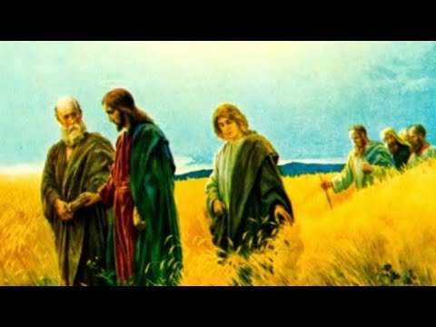 JESUS TAUGHT THIS PARABLE ABOUT WHEAT & TARE. WHERE DO YOU BELONG # ...