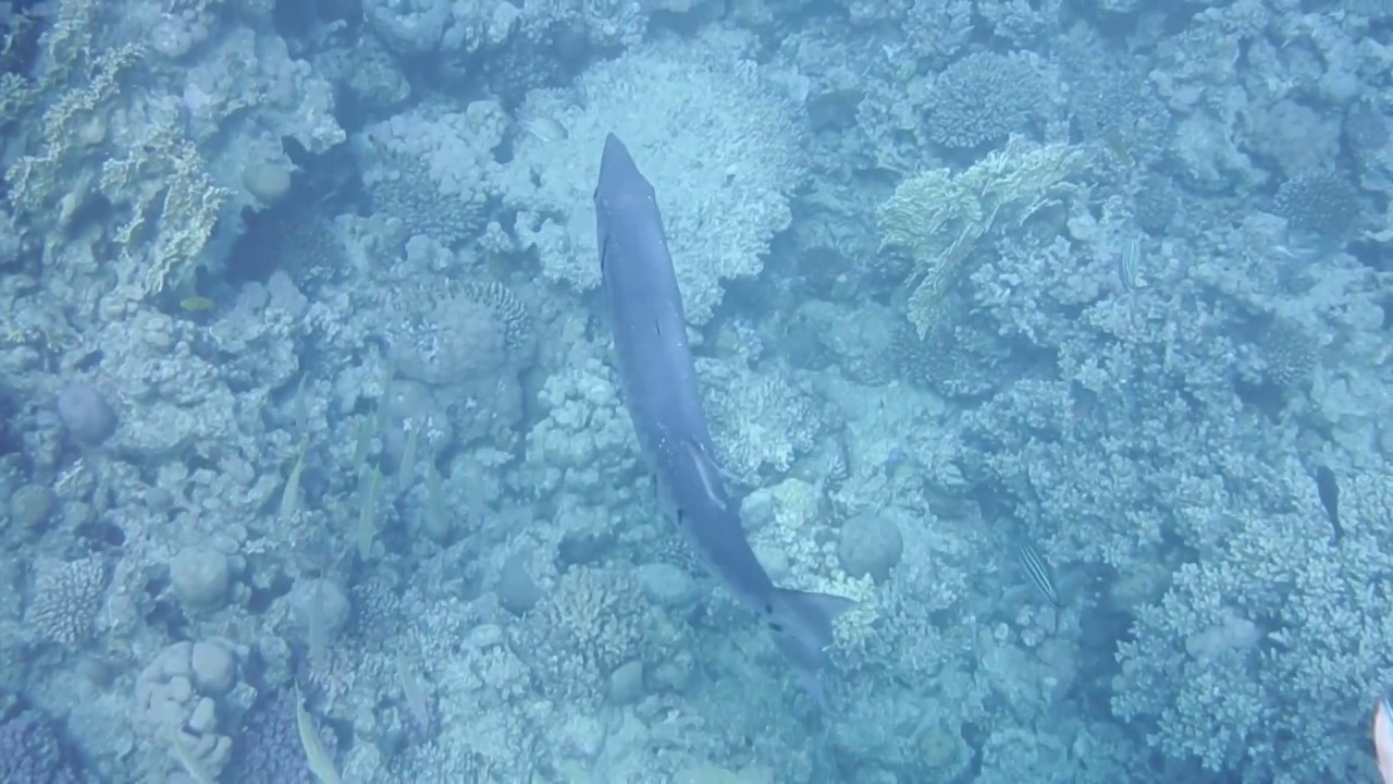 Большая барракуда (great barracuda).Großer Barrakuda (Sphyraena ...
