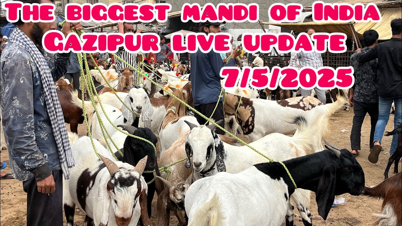 7/5/2025 || gazipur bakra mandi live update || the biggest mandi of ...