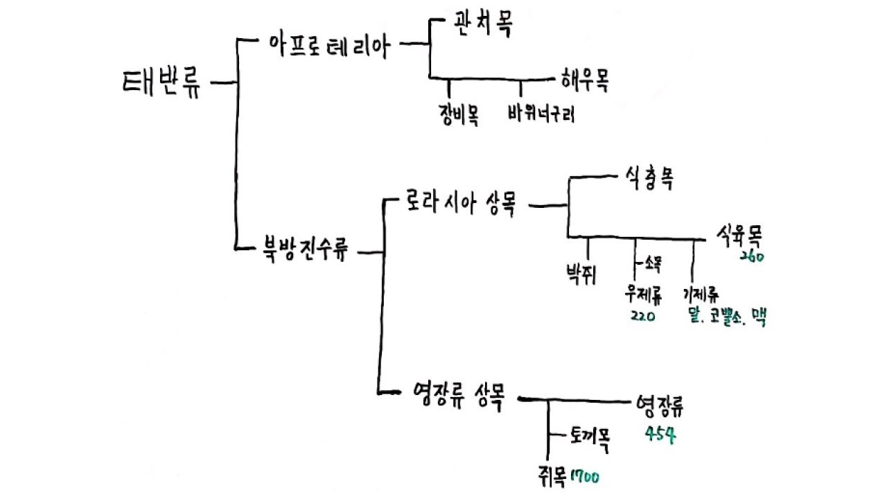 태반류 분류 - YouTube
