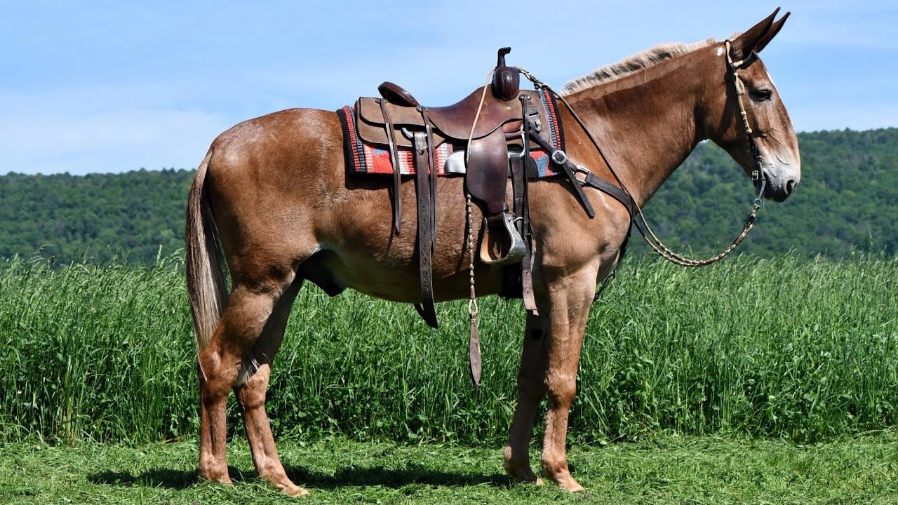 Melvin, John Mule - YouTube