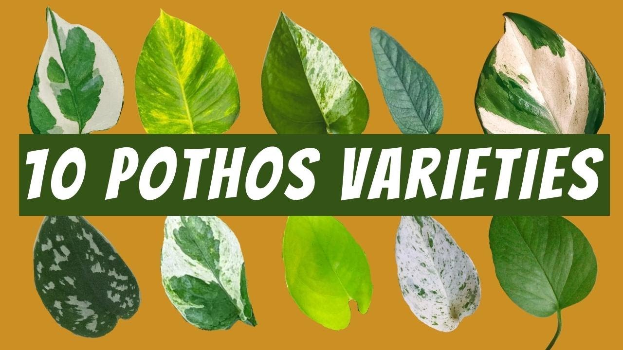 10 Pothos Varieties with Images and Names | 🌱 Neon Pothos, Jade Pothos ...