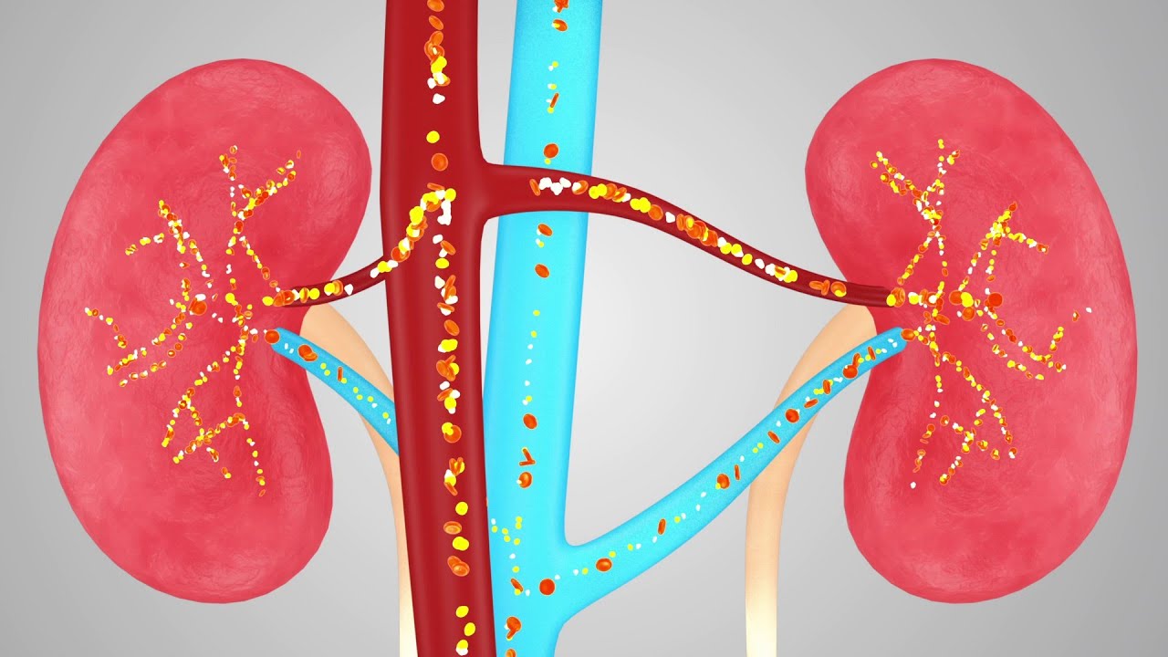 Transforming Veterinary Education: Watch Our 3D Animation on Kidney ...