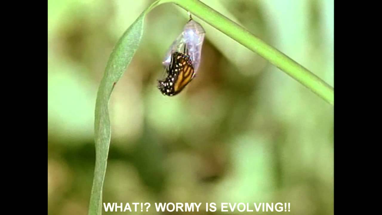 What!? wormy is evolving!!!! - YouTube