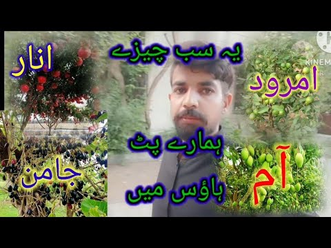 Anar amrood jaman amm ya sab hamara pet hose main #viralvideo #animal # ...