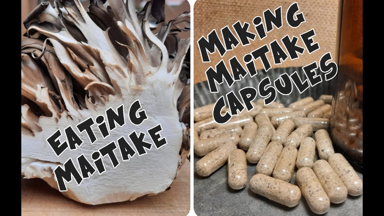 Maitake Mushrooms to Capsules: DIY Maitake Capsules Cheaper than Store ...