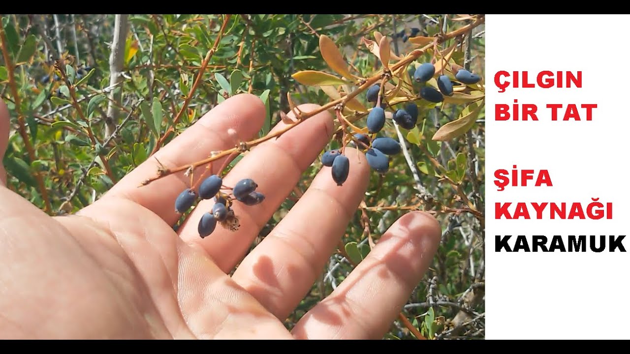 KARAMUK FAYDALARI/OĞUZHAN BÜYÜK - YouTube