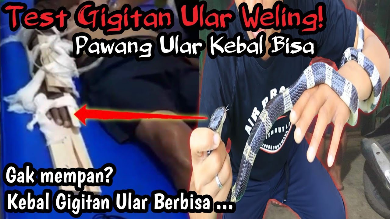 DIGIGIT ULAR WELING GAK MEMPAN?? ORANG INI KEBAL GIGITAN ULAR BERBISA ...