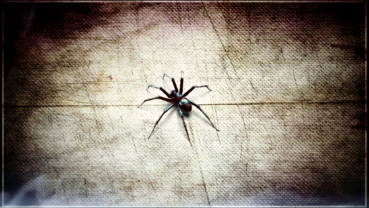 FREE NO COPYRIGHT 2K HD SCREENSAVER LIVE WALLPAPER CREEPING SPIDER ...