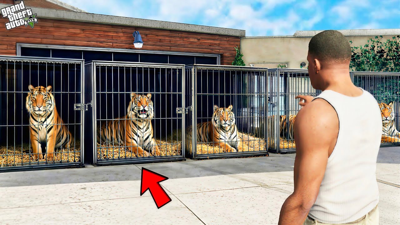 Franklin Saving All Rare Tigers Of Los Santos|| Gta 5 - YouTube