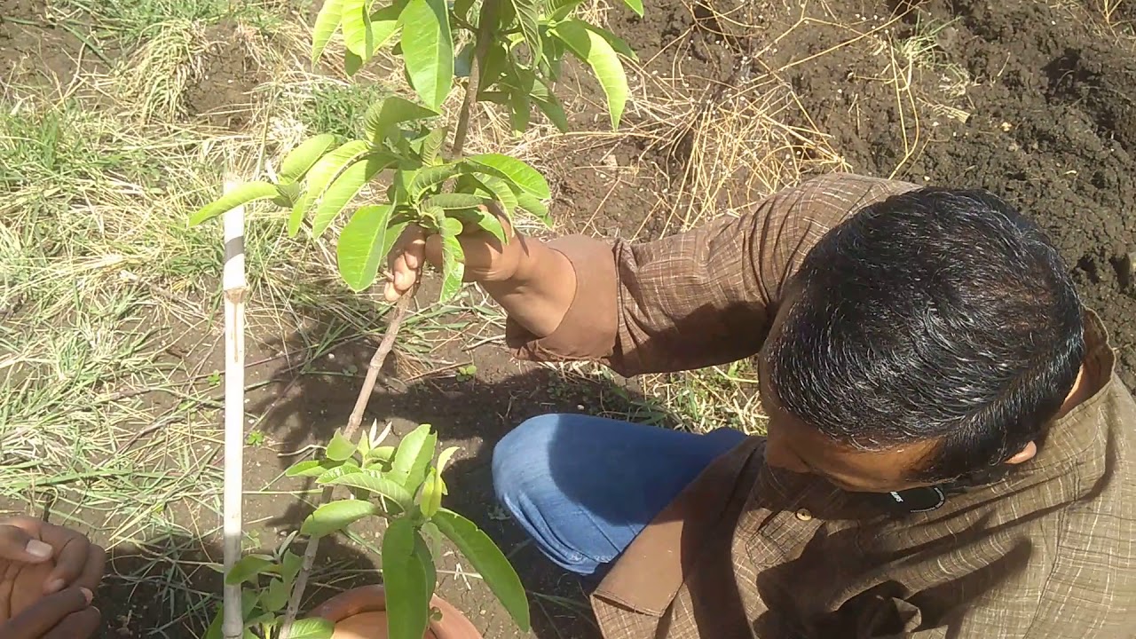 training of mango tree -2 - YouTube
