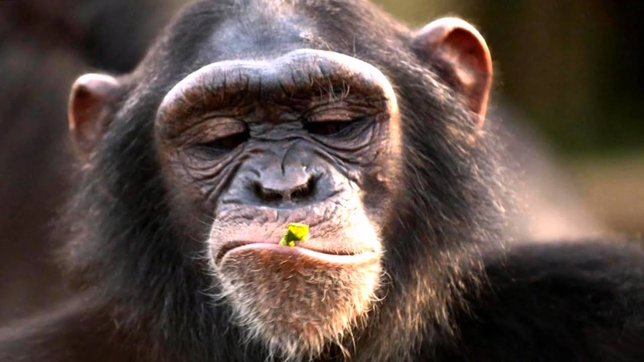 Tangerine Dream. Ambient Monkeys. - YouTube