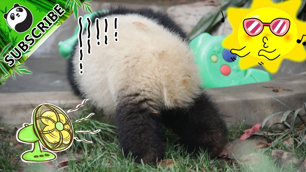【Panda Theme】Pandas make a living just by showing off their pretty face ...