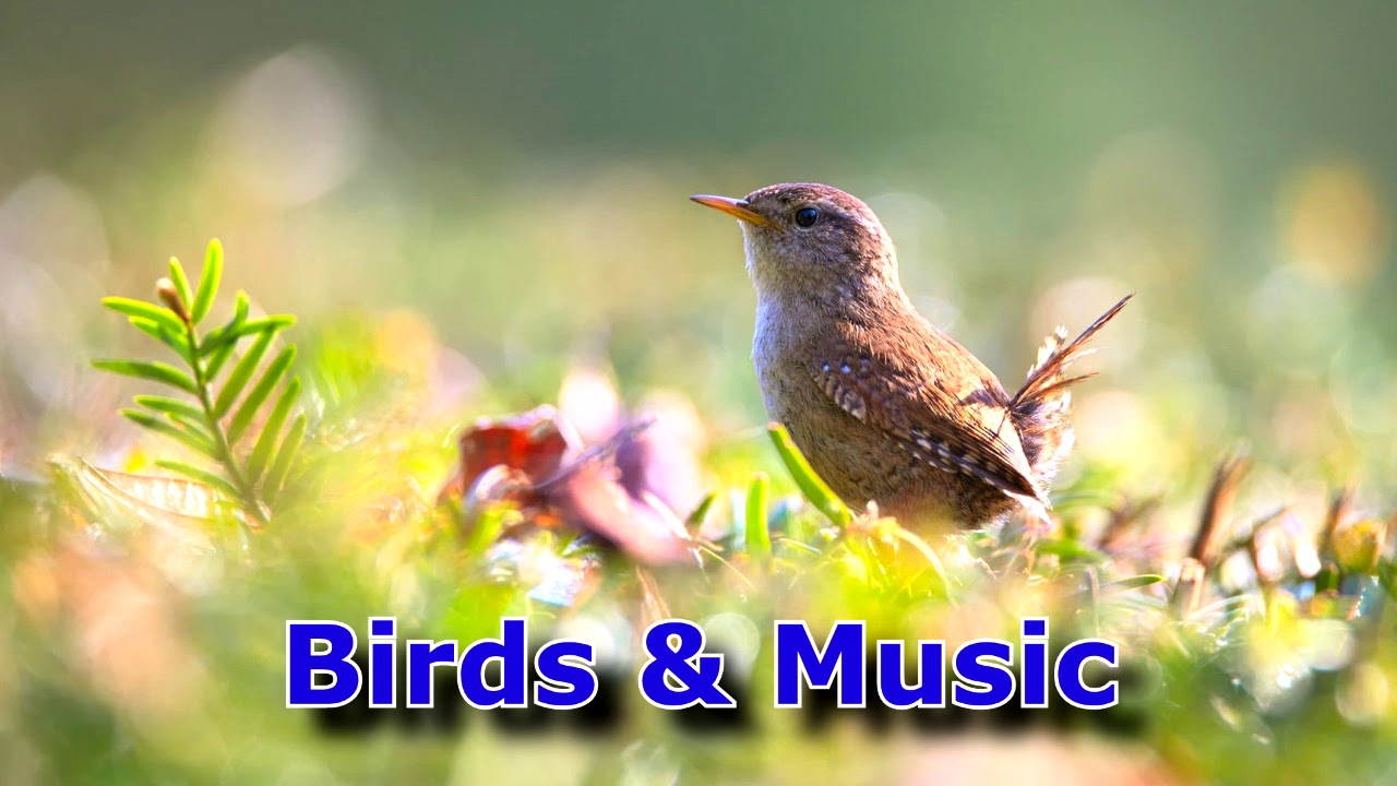 Bird Food - DJ Freedem (Birds & Music) - YouTube