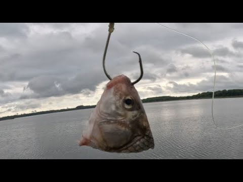 THIS BIG FISH ATE A BIG BAIT!!! (Epic fight) Fishing at powerton ...