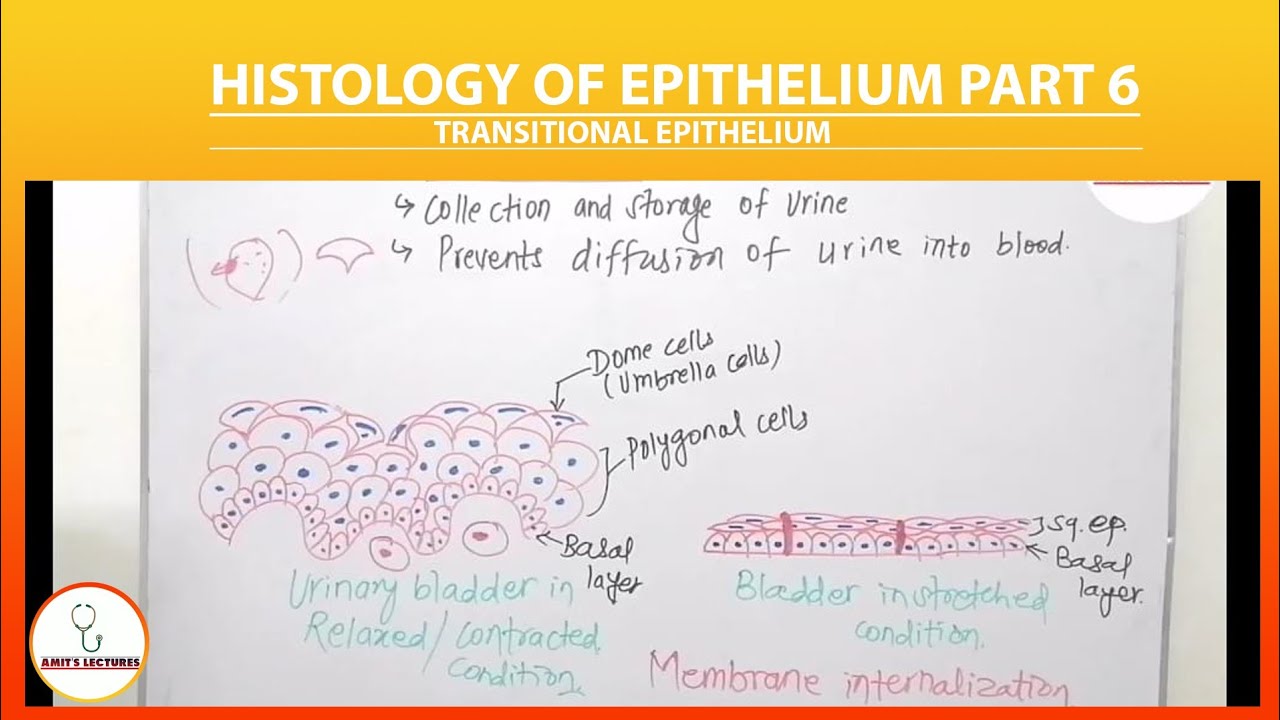 Transitional epithelium | Urothelium | Special Epithelium | UHS | Amit ...
