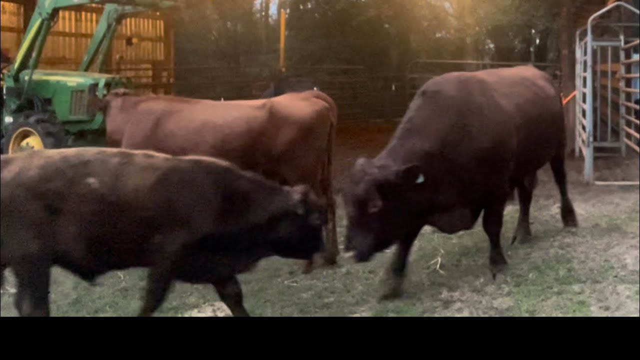 Getting the cow working system set up at the heifer pasture - YouTube