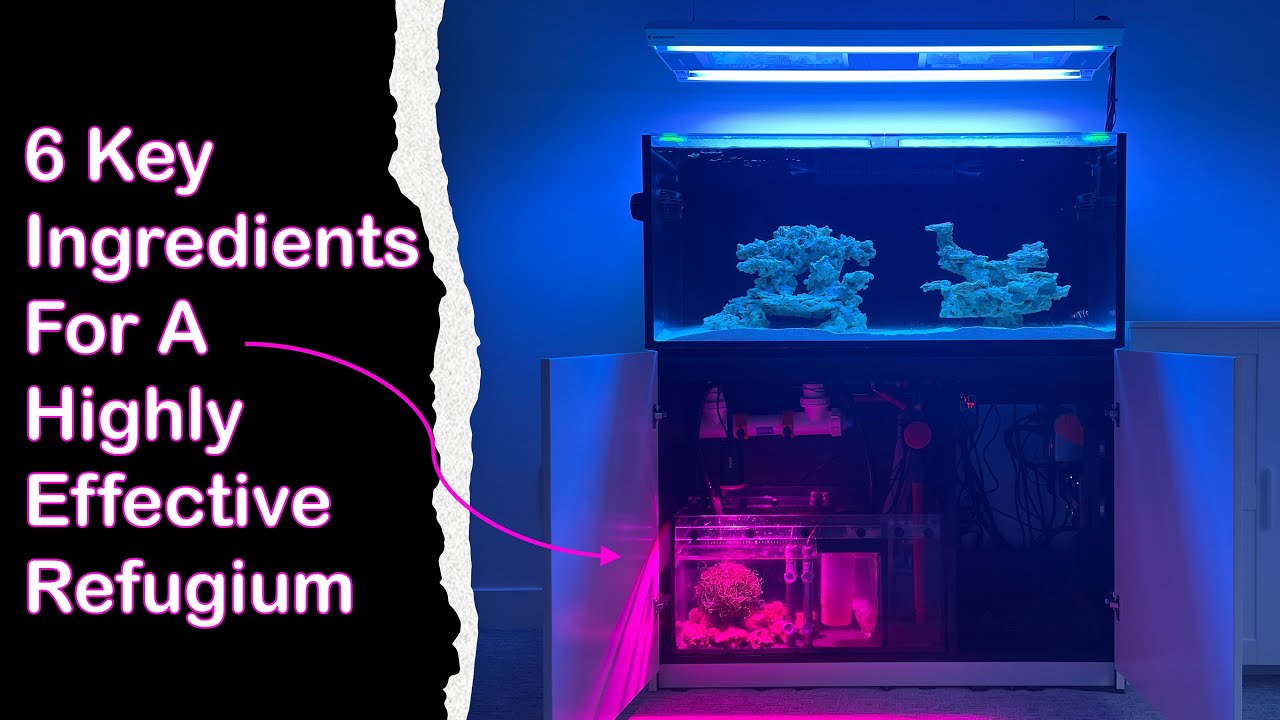 The 6 Key Ingredients for a Highly Effective Refugium! - YouTube