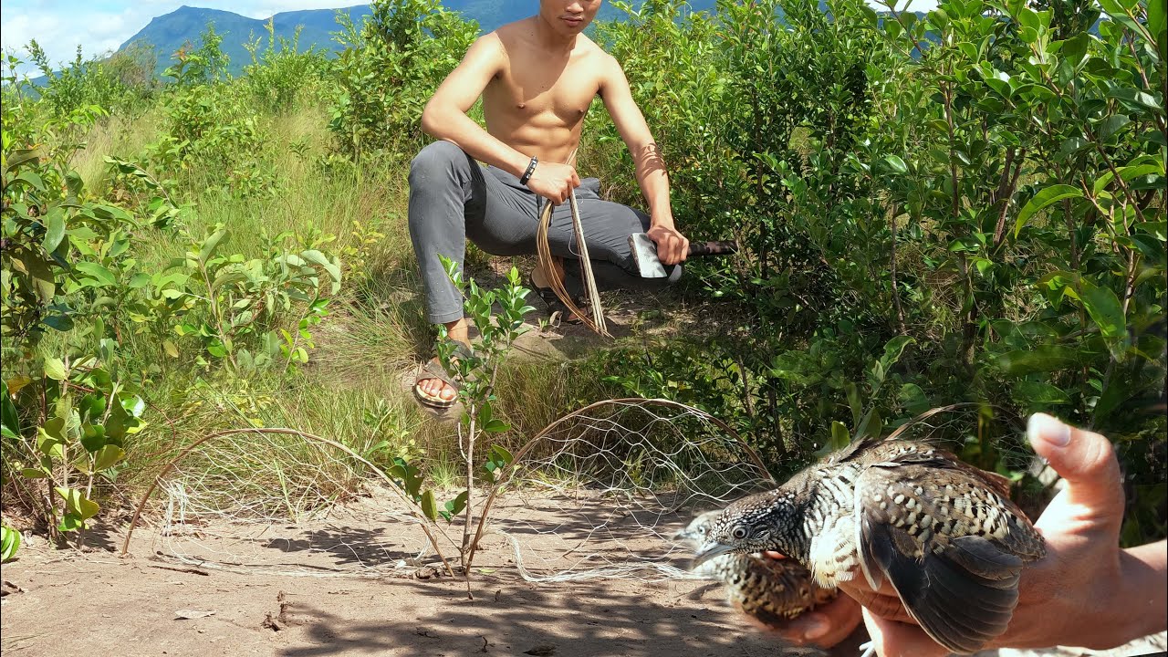 Quail Trap | Primitive Technology Idea: Creative Easy Bird Trap To ...