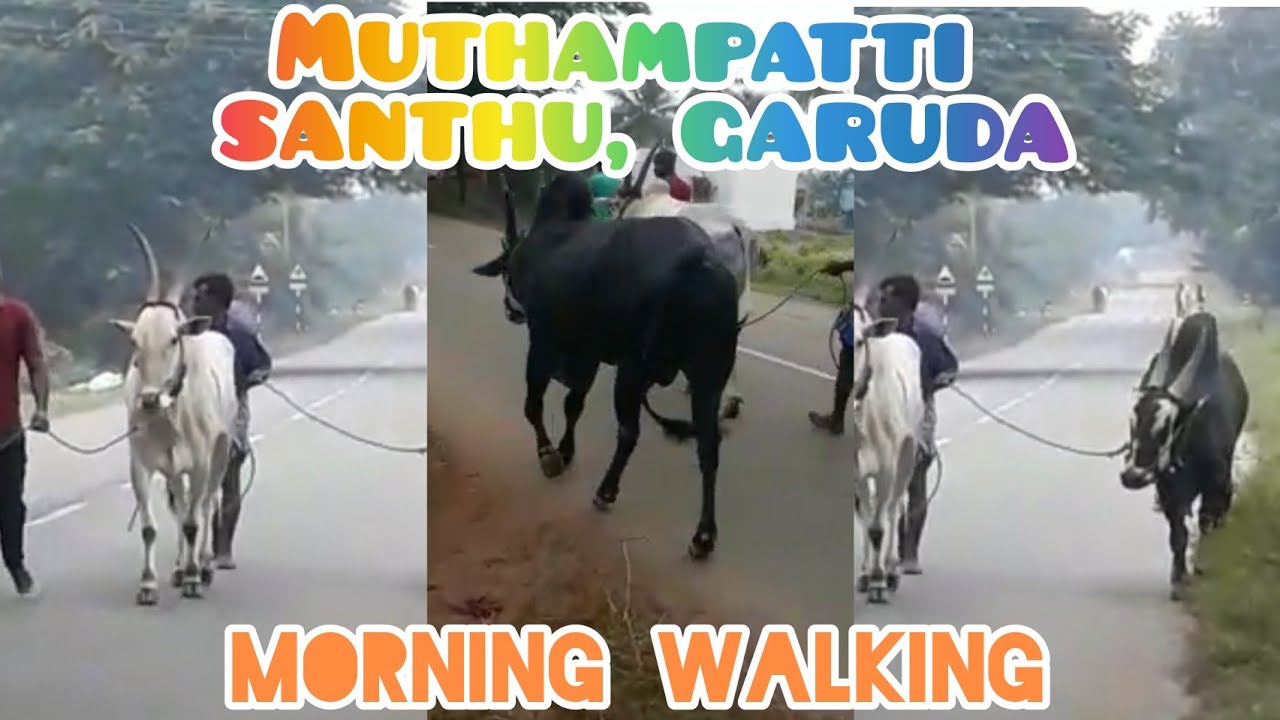 Muthampatti சந்து group's morning walks today - YouTube