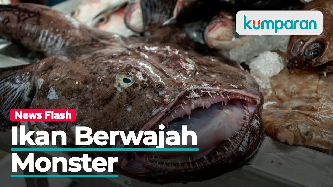 Seperti Monster, Begini Tampang Monkfish versi Australia - YouTube