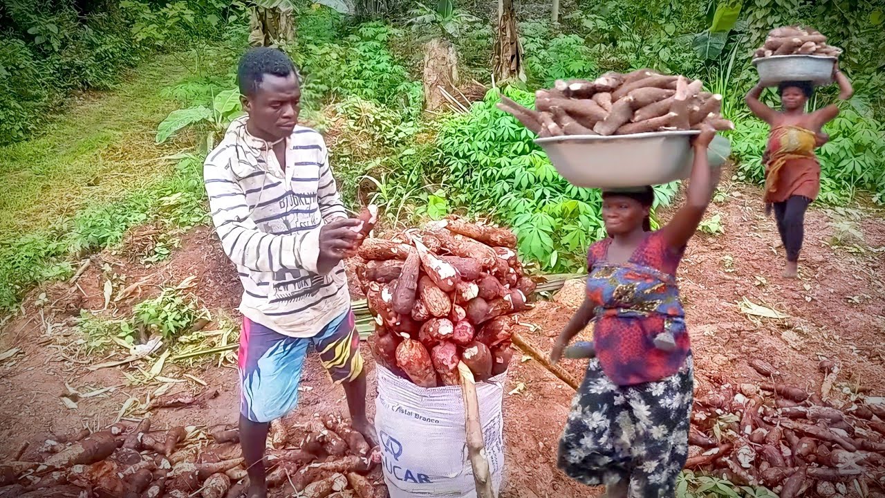 😍How Cassava Packaging Is Done In Africa (Ghana) Episode 3 - YouTube