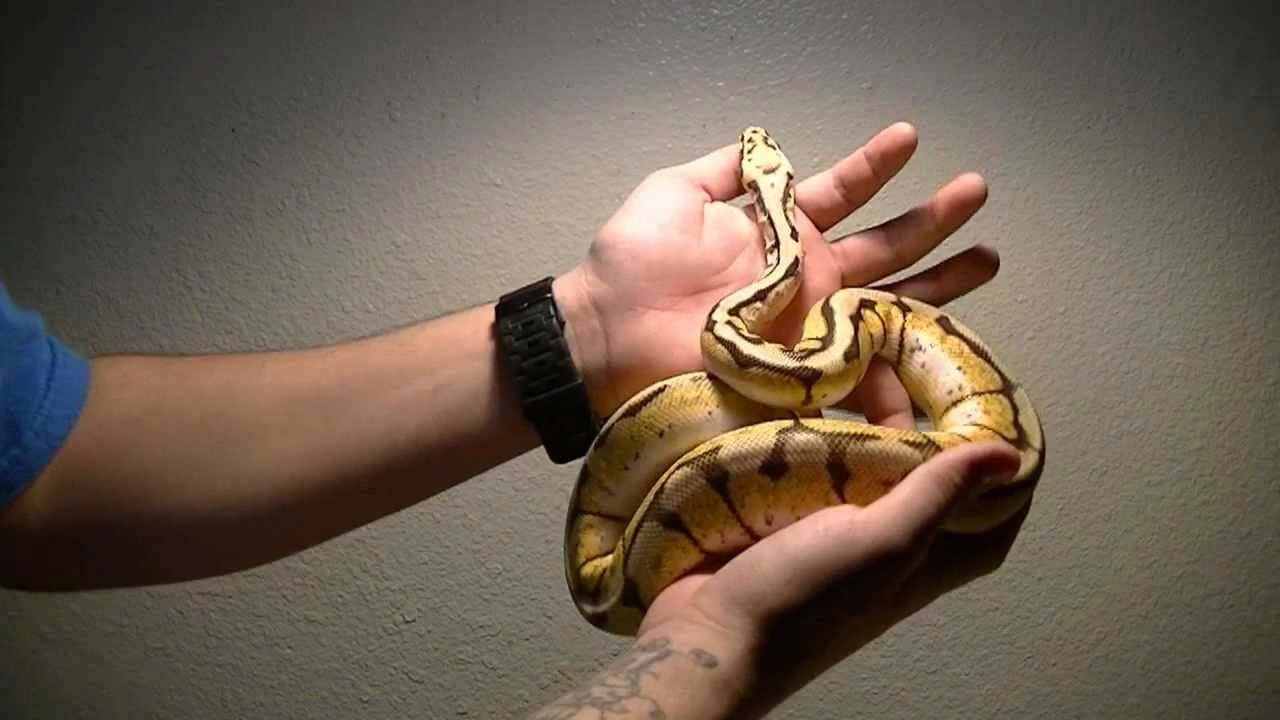 2012 ball python collection update GDH - YouTube