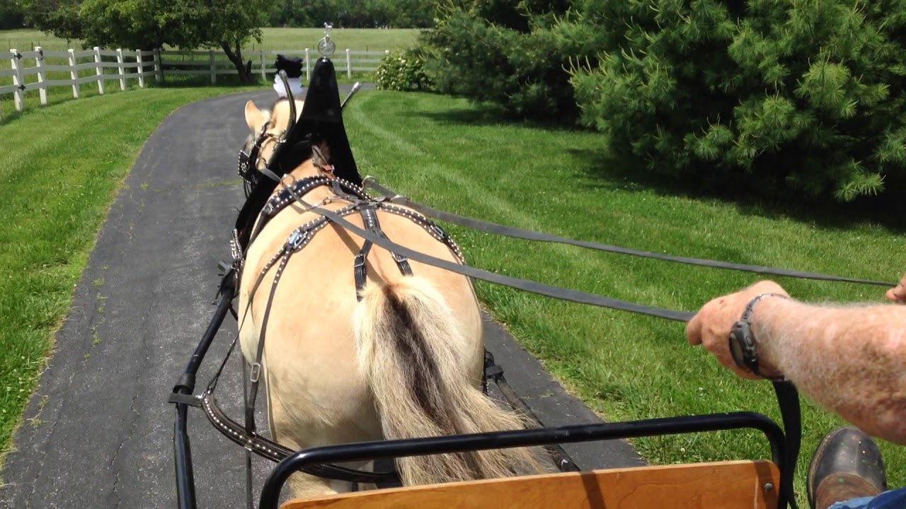 Drive A Horse YouTube drive-a-horse-youtube