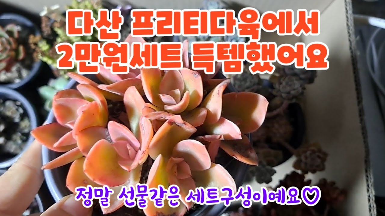 다산 프리티다육에서 2만원 세트 득템했어요 정말 선물같은 세트구성이예요 다육이 다육이언박싱 다육이세트 Youtube