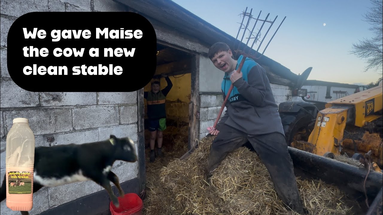 WE GAVE MAISE THE COW A CLEAN STABLE !!!! - YouTube