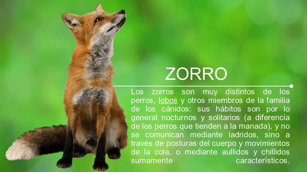 CREAMOS MOVIMIENTOS PARA IMITAR A LOS ANIMALES - YouTube